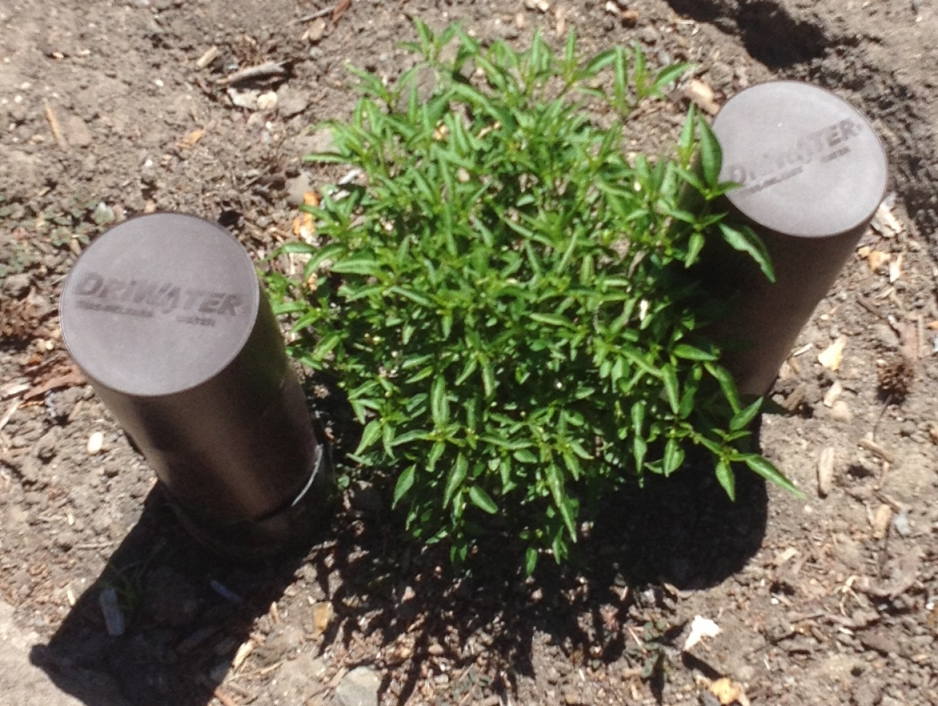 Watering your trees using DriWater – Blue Lake Springs Mutual Water Company